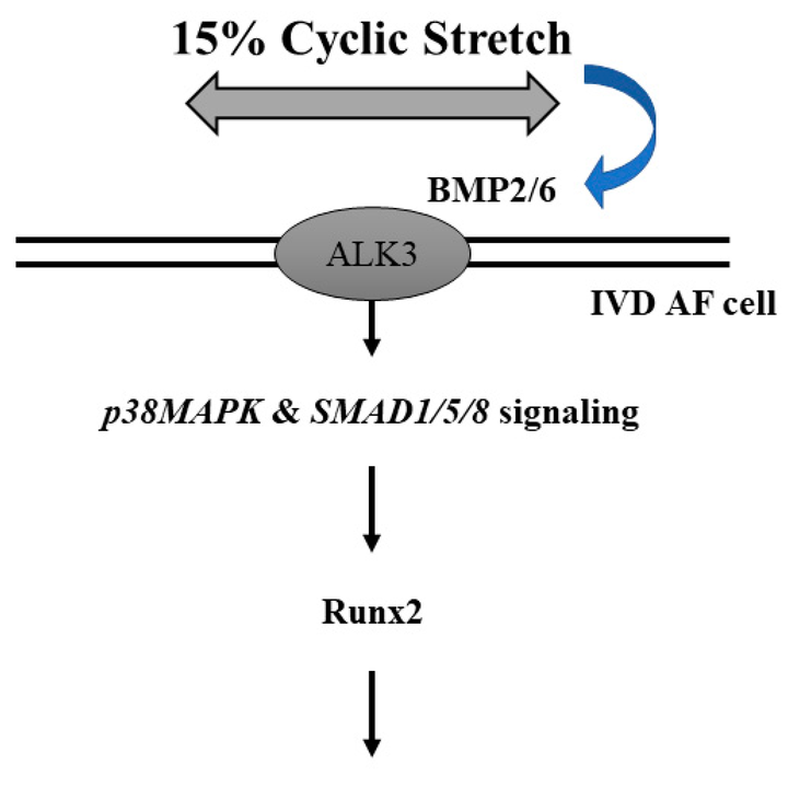 机械拉伸通过上调BMP-2/6异源二聚体和激活P38和SMAD1/5/8信号通路诱导人纤维环细胞的成骨 - 知乎
