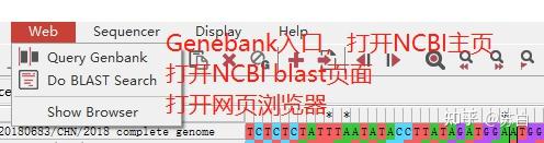 MEGA：安装与序列比对Align - 知乎