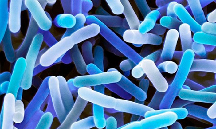 Bifidobacterium longum科普介绍 - 知乎