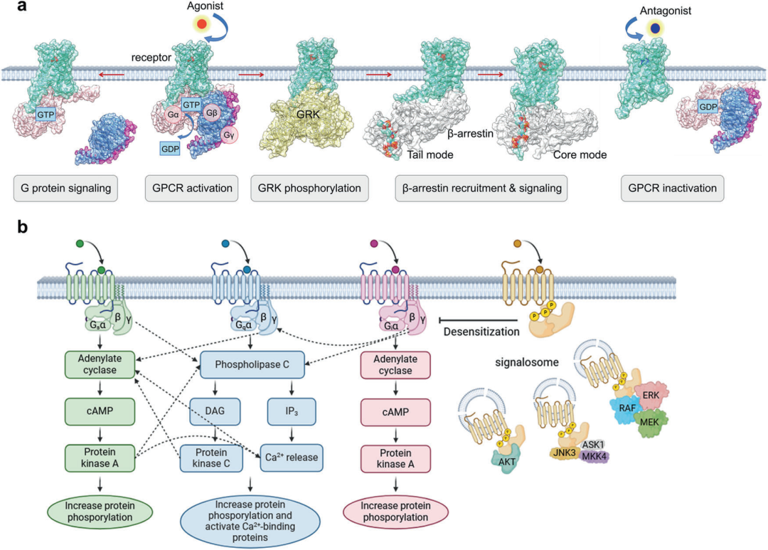 认识GPCR【一】| 激活机制和信号途径 - 知乎
