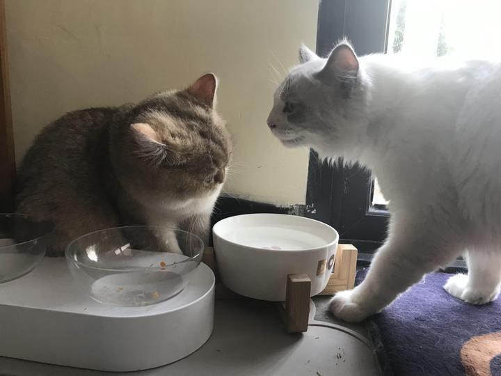 优秀的猫咪需要有良好的就餐礼仪，太过护食主人应该干预纠正 - 知乎