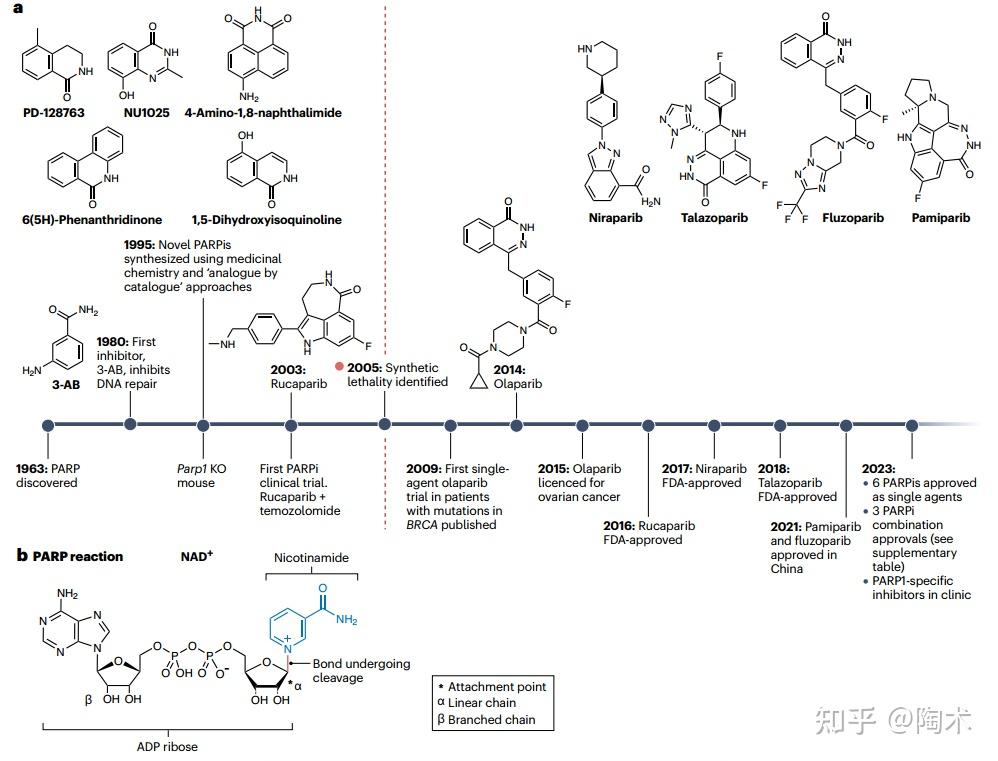 正在临床中的DNA 损伤反应抑制剂有哪些？ - 知乎