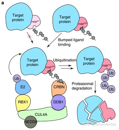 瞬时降解的"Protein i"技术：degradation tag系统 - 知乎