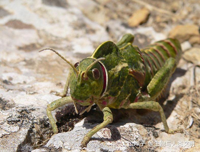 【动物界全系列】蝗总科—癞蝗科（上）：笨蝗 - 知乎