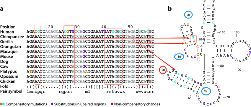 连载 | 基因组如何进化？(9) 人类进化关键区 - 知乎