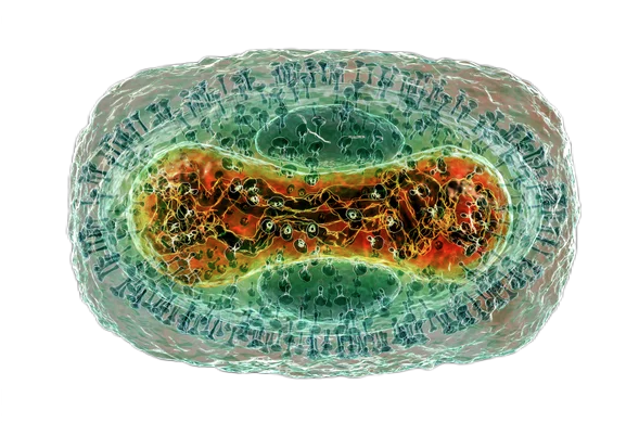 A33疫苗对VACV、ECTV和MXPV的作用 - 知乎