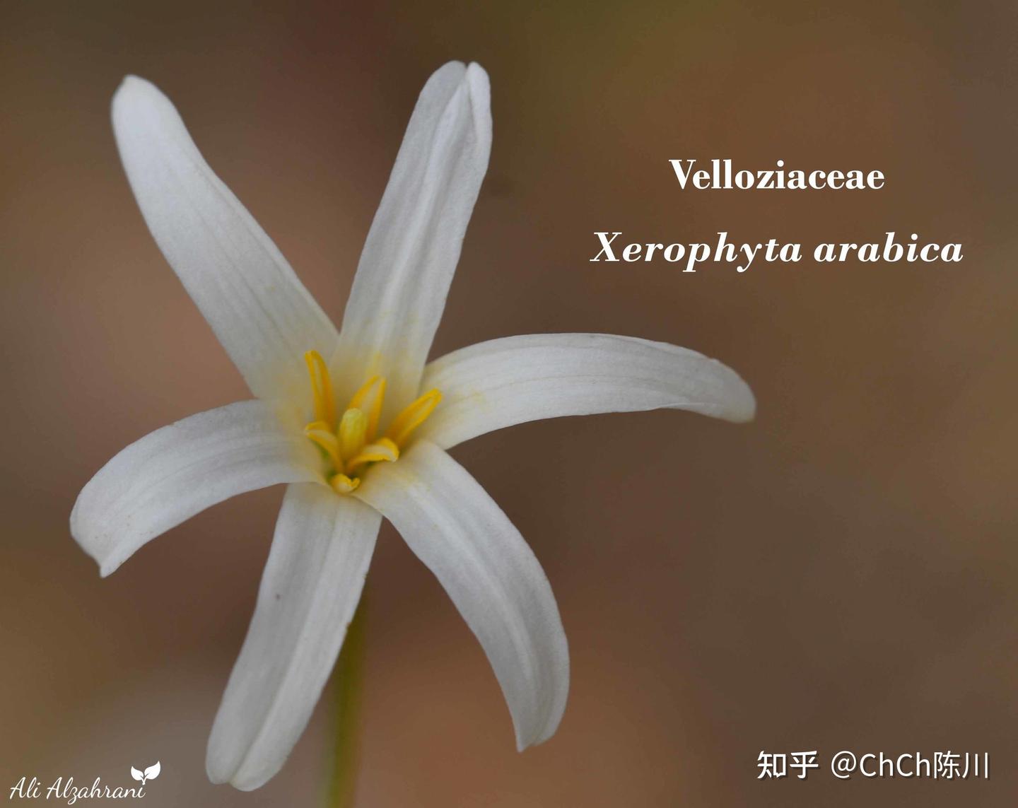 多肉植物全图鉴16：翡若翠科（Velloziaceae），黑炭木属（Xerophyta） - 知乎