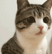 SAS-perl正则表达式-2-PRXMATCH - 知乎