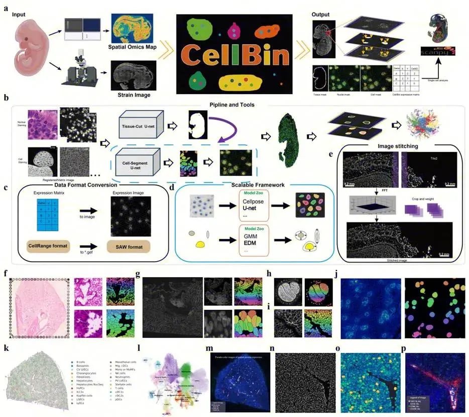 打破壁垒！华大发布空间组学“通用解码器”CellBin，精准绘制生命分子空间地图 - 知乎