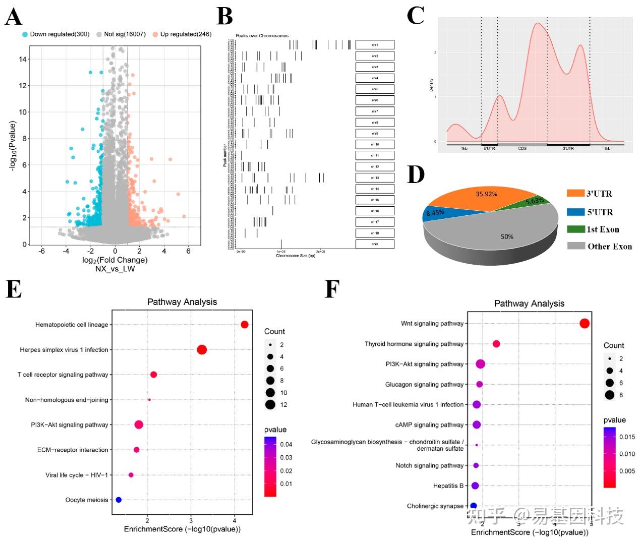 易基因： MeRIP-seq+RNA-seq揭示不同品种猪肌肉发育的m6A RNA甲基化差异｜育种研究 - 知乎