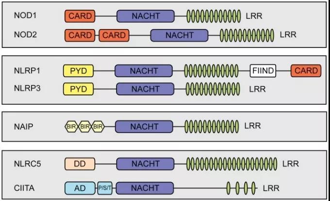 Science 背靠背| 破解NLRP1炎症小体的活化之谜 - 知乎