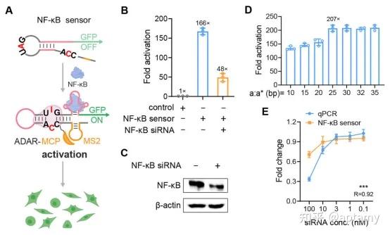 首次报道！新型 RNA 传感器，突破传统 ADAR 传感器局限 - 知乎