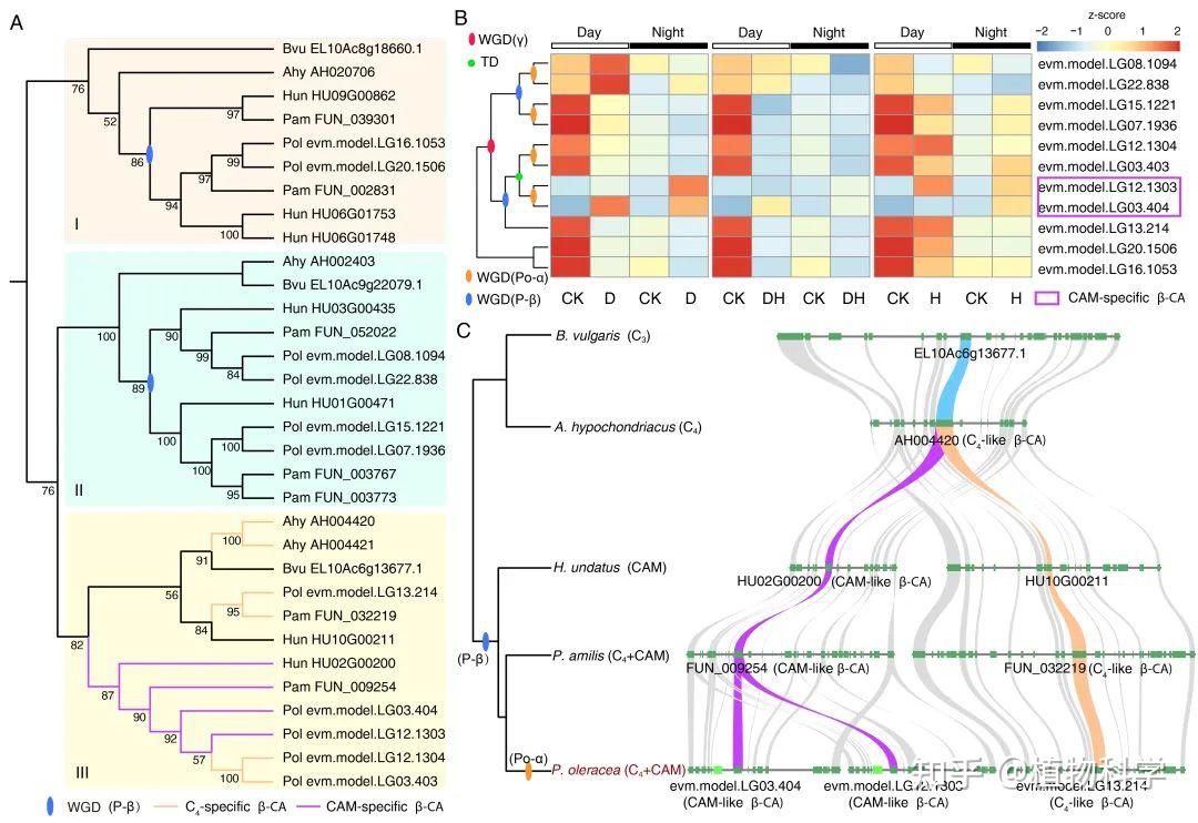 中国科学院植物研究所张梅/焦远年团队合作解析植物整合C4和CAM两种光合代谢途径的分子基础 - 知乎
