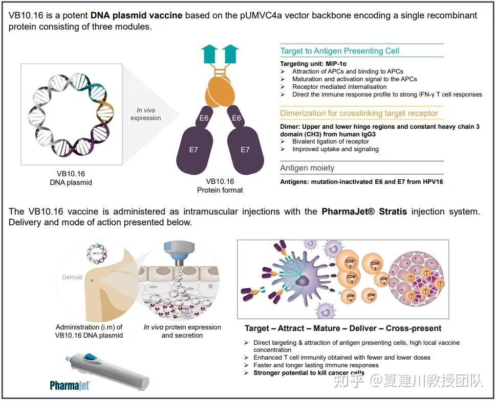 再获突破！3年后仍有抗癌效果，治疗性癌症疫苗联合治疗，有望引领颠覆性革命！ - 知乎