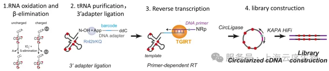 新品来袭, Nature Cell Biol文章通过氨酰-tRNA测序揭秘乳腺癌翻译调控新机制！ - 知乎