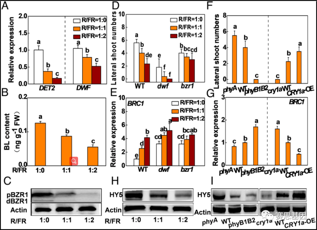 【PNAS】HY5通过整合依赖BRC1的激素信号，从而在番茄芽的生长过程中发挥作用 - 知乎