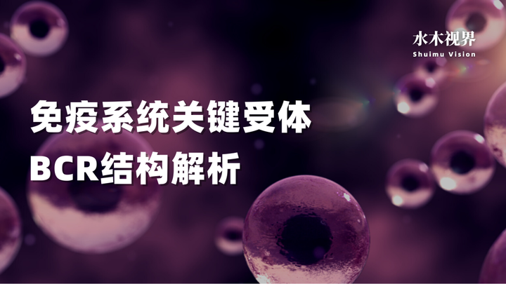 免疫系统中的关键受体BCR结构解析 | 水木视界iss.33 - 知乎
