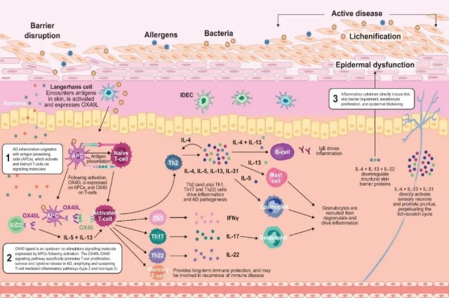 药靶细胞模型---特应性皮炎(AD)赛道新治疗——OX40靶点 - 知乎