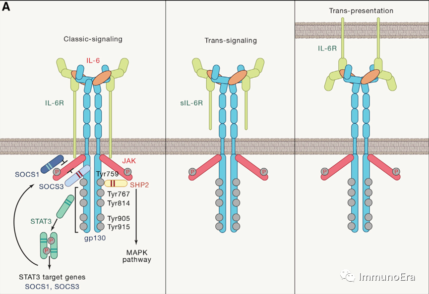 IL-6三条信号通路的差异和意义 - 知乎