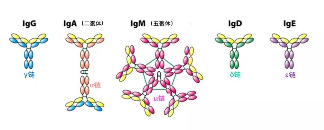 如何分析免疫五项（IgG、IgA、IgM、C3、C4）的报告单 - 知乎