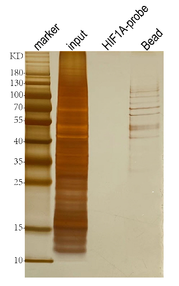 DNA Pull down实验技术介绍 - 知乎