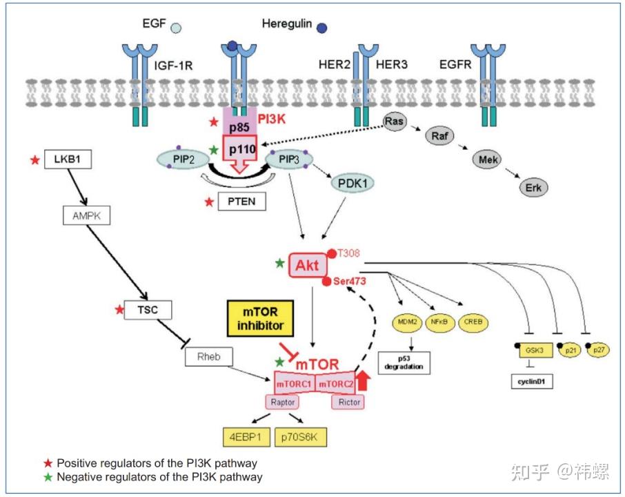 PI3K/Akt/mTOR通路：细胞生长与代谢调控中心 - 知乎