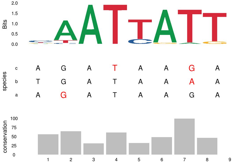 利用ggseqlogo绘制seqlogo图 - 知乎