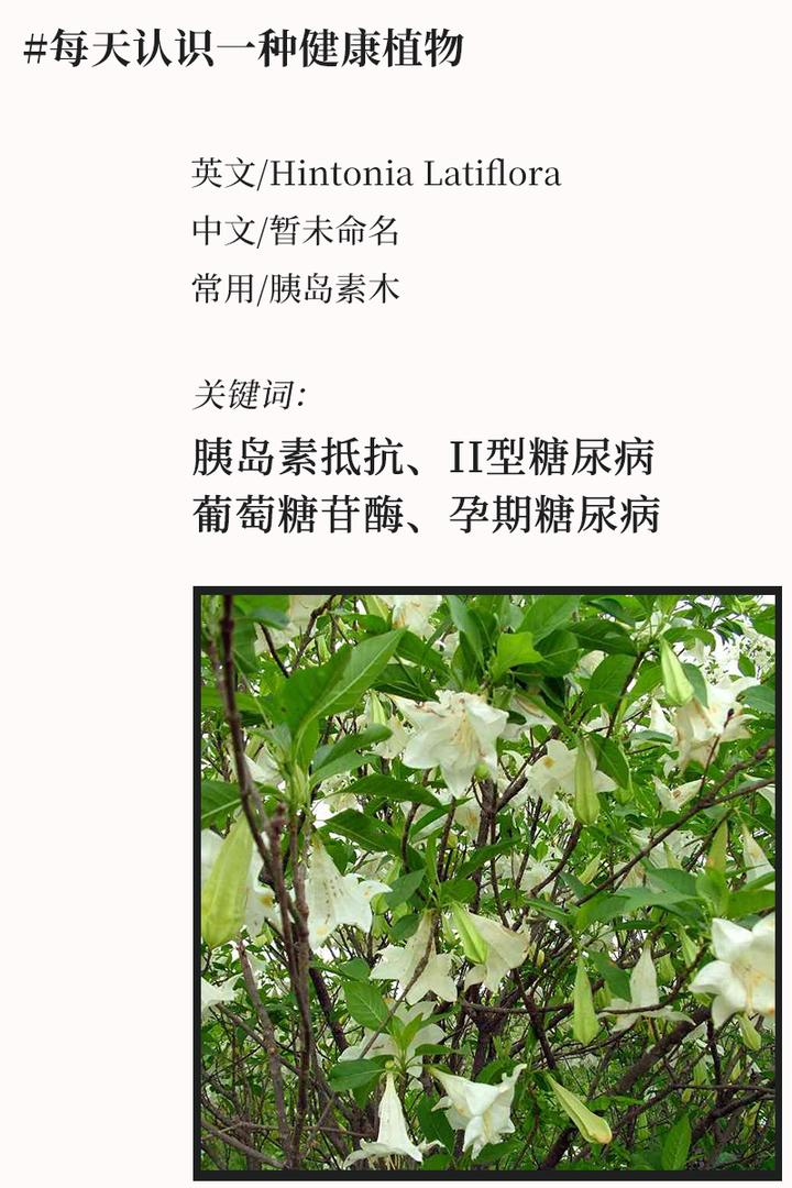 每天认识一种健康植物，Hintonia Latiflora胰岛素木，网上关于它的知识大多是错的！ - 知乎