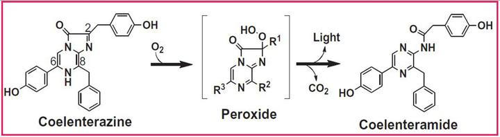 腔肠素(Coelenterazine) - 知乎