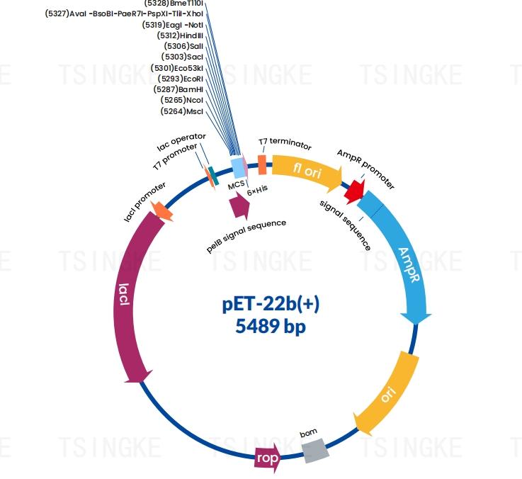 载体构建找擎科——载体选择指南之原核表达载体 - 知乎