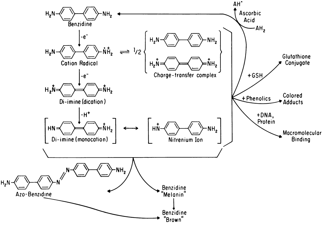 TMB/H2O2显色的原理是什么呢？ - 知乎