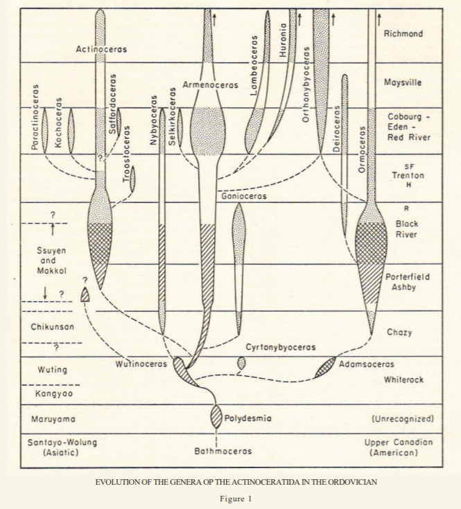 头足纲小传（32）浅湾外神：珠角石目 - 知乎