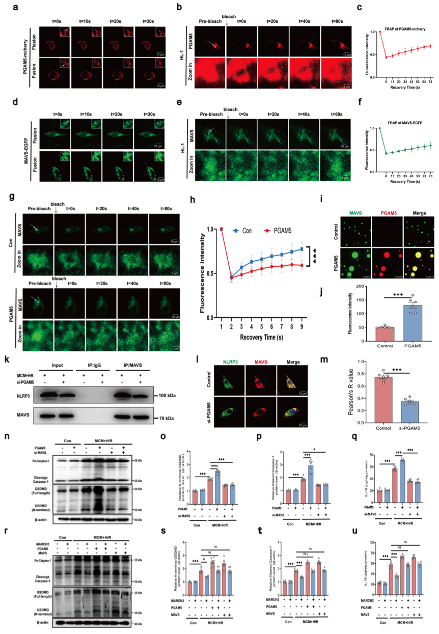 Cell Discovery丨IF：33.5丨MARCH2通过抑制焦亡从而保护心肌缺血再灌注损伤 - 知乎
