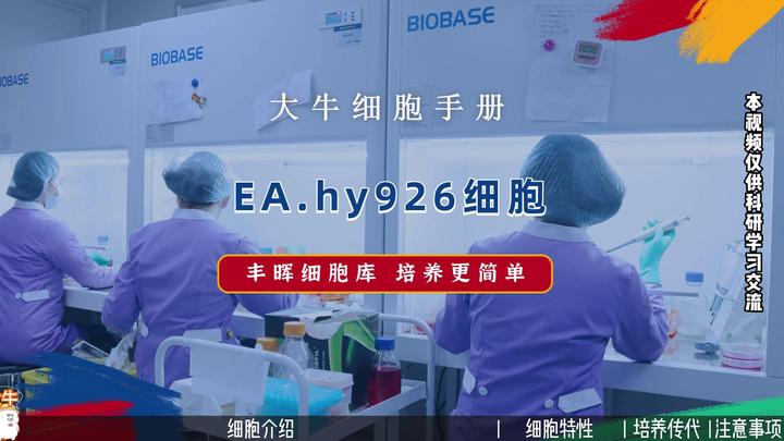 EA.hy926细胞培养，人脐静脉细胞融合细胞培养攻略 - 丰晖生物 - 知乎