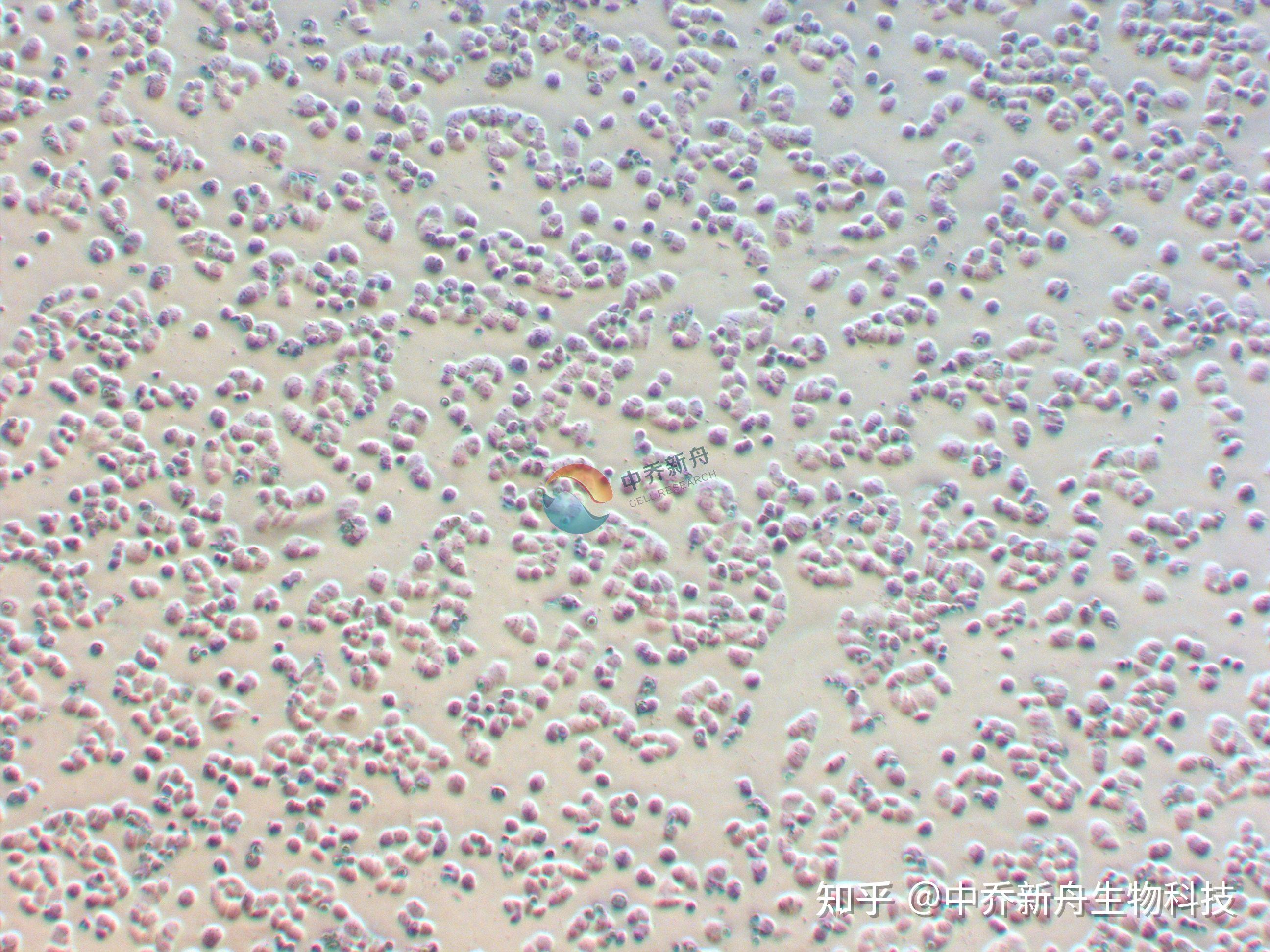 细胞学新手必看！快速掌握MDA-MB-468人乳腺癌细胞培养技术！ - 知乎