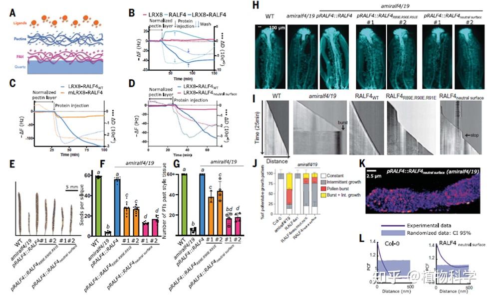 Science｜重大突破！植物RALF4新功能，作为细胞壁结构成分 - 知乎