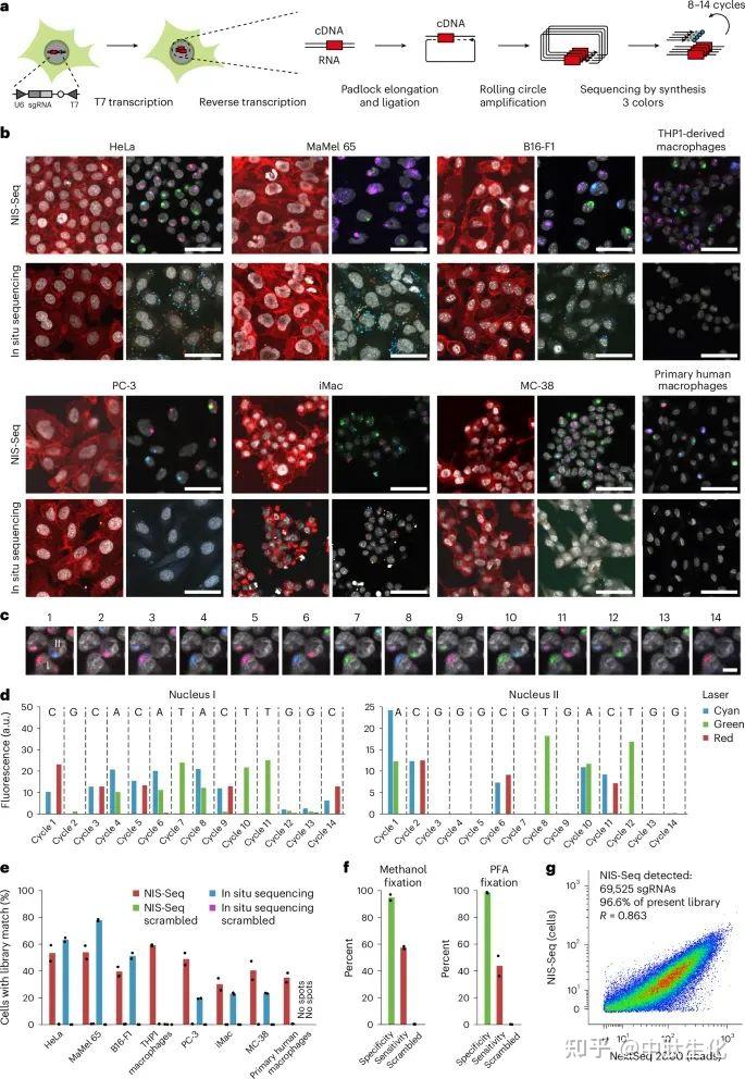 Nature Biotechnology：突破细胞类型限制！NIS-Seq开启基因筛选新纪元 - 知乎