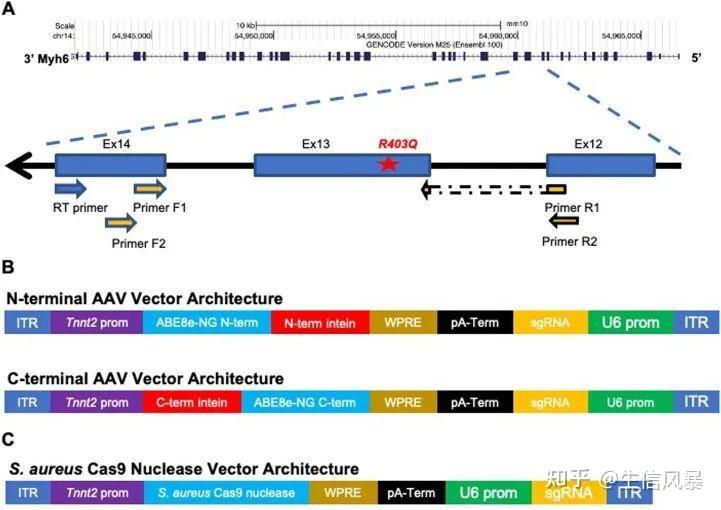 Nat Med | 高效的体内基因编辑可预防小鼠肥厚型心肌病 - 知乎