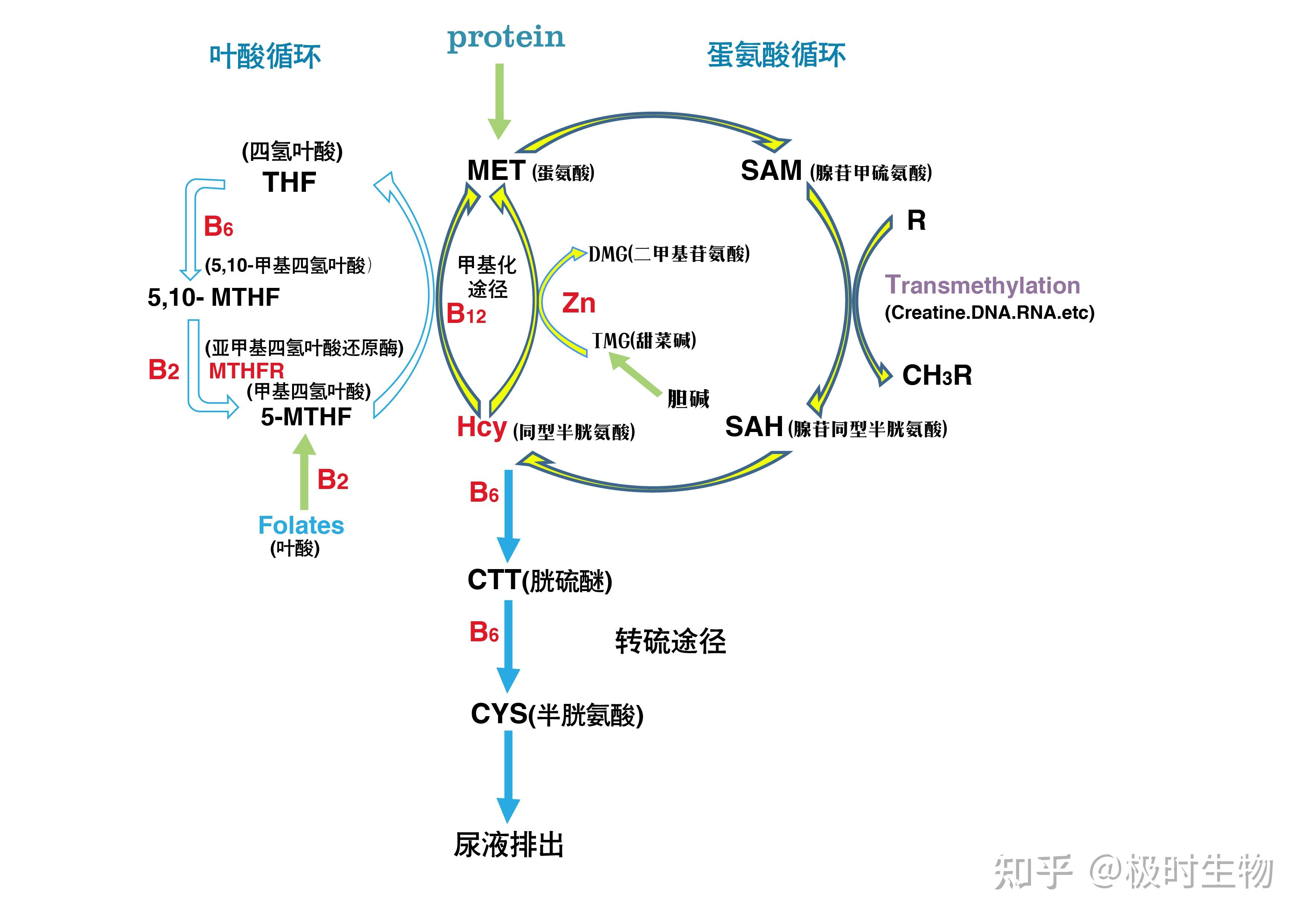HCY是什么？ - 知乎