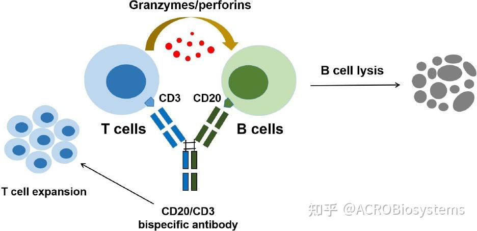 【CD20走花路】肿瘤与自免领域的治疗进展综合篇 - 知乎