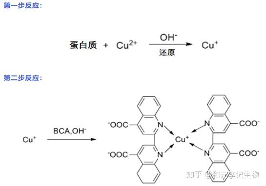 实验干货｜蛋白质浓度测定之BCA法的技巧 - 知乎