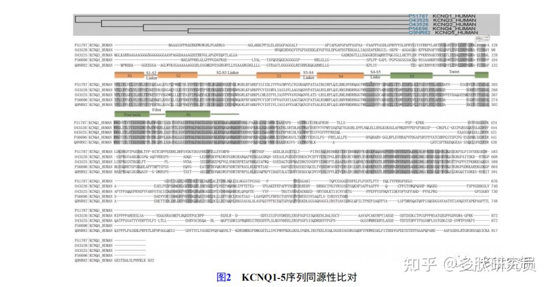 靶向KCNQ的蝎多肽药物设计与研究进展 - 知乎