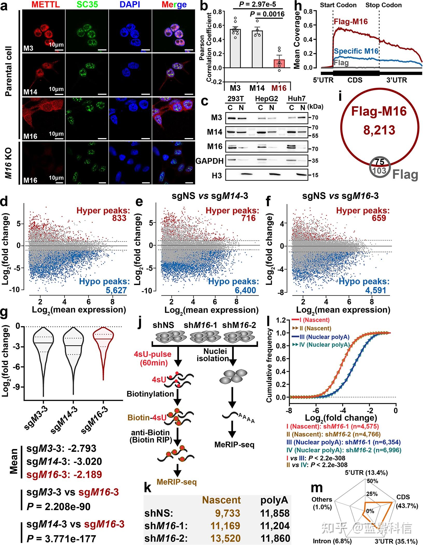 m6A MeRIP-seq联合Ribo-seq的研究思路 - 知乎