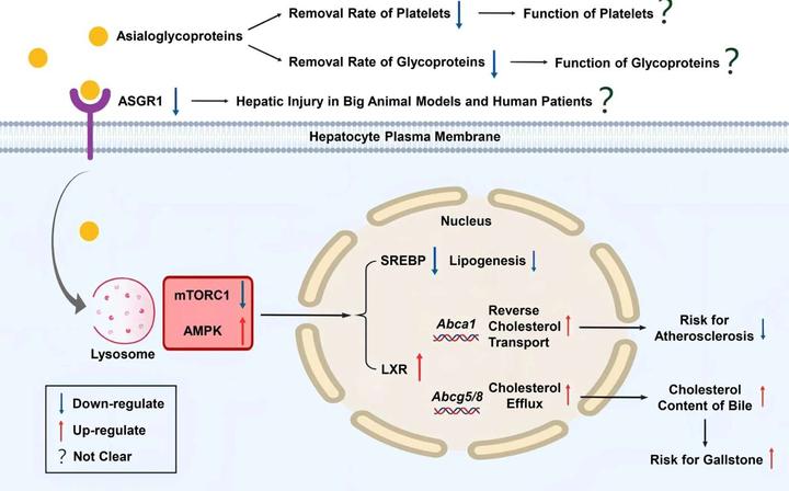 解析ASGR1蛋白受体的机制与功能 - 知乎