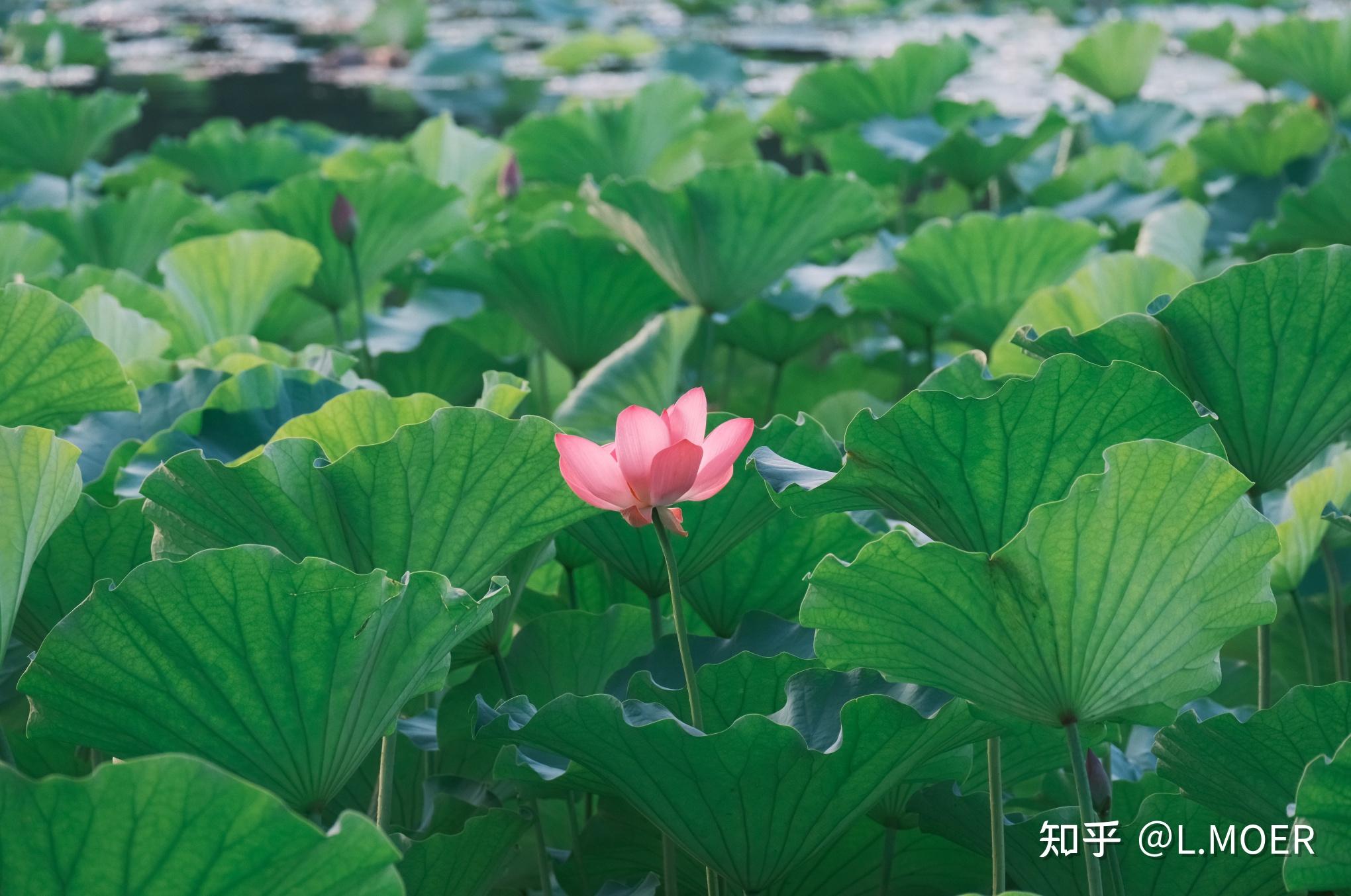 1 万左右买富士 XS20 划算吗？ - 知乎