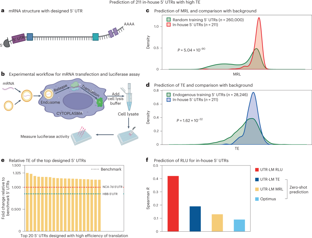 Nat. Mach. Intell. | 5′ UTR语言模型：开辟蛋白质表达预测与优化的新途径 - 知乎