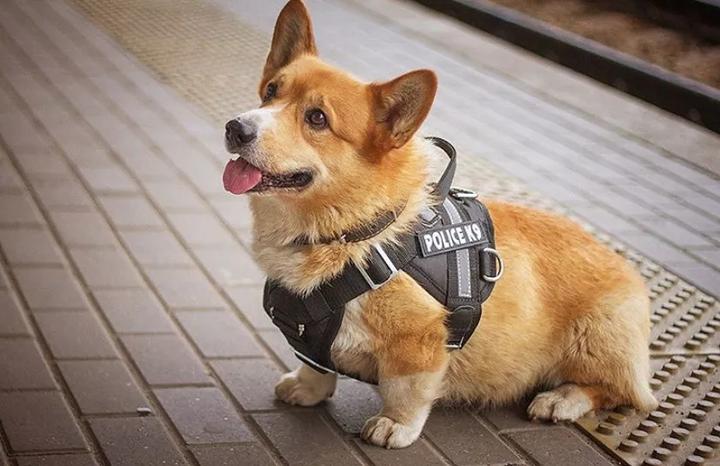 唯一一只柯基警犬退休！网友纷纷表示：这货也能当警犬？ - 知乎