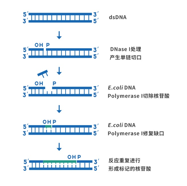 探秘 “全能选手” DNase I：结构、功能与多元应用 - 知乎