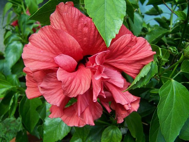 这10种花，开春必须修剪，剪得越狠，长得越旺! - 知乎