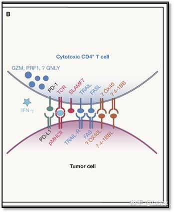 必追的国自然热点：CD4 + T细胞在抗肿瘤免疫中的作用 - 知乎